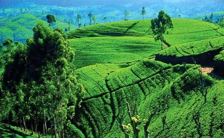 Sri Lanka Tour – Serendib Explorer (5 nights), Sri Lanka tour, Sri ...